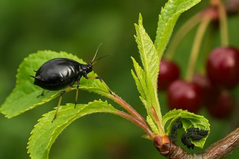 Elimina ora l'afide nero del ciliegio: trattamenti e rimedi